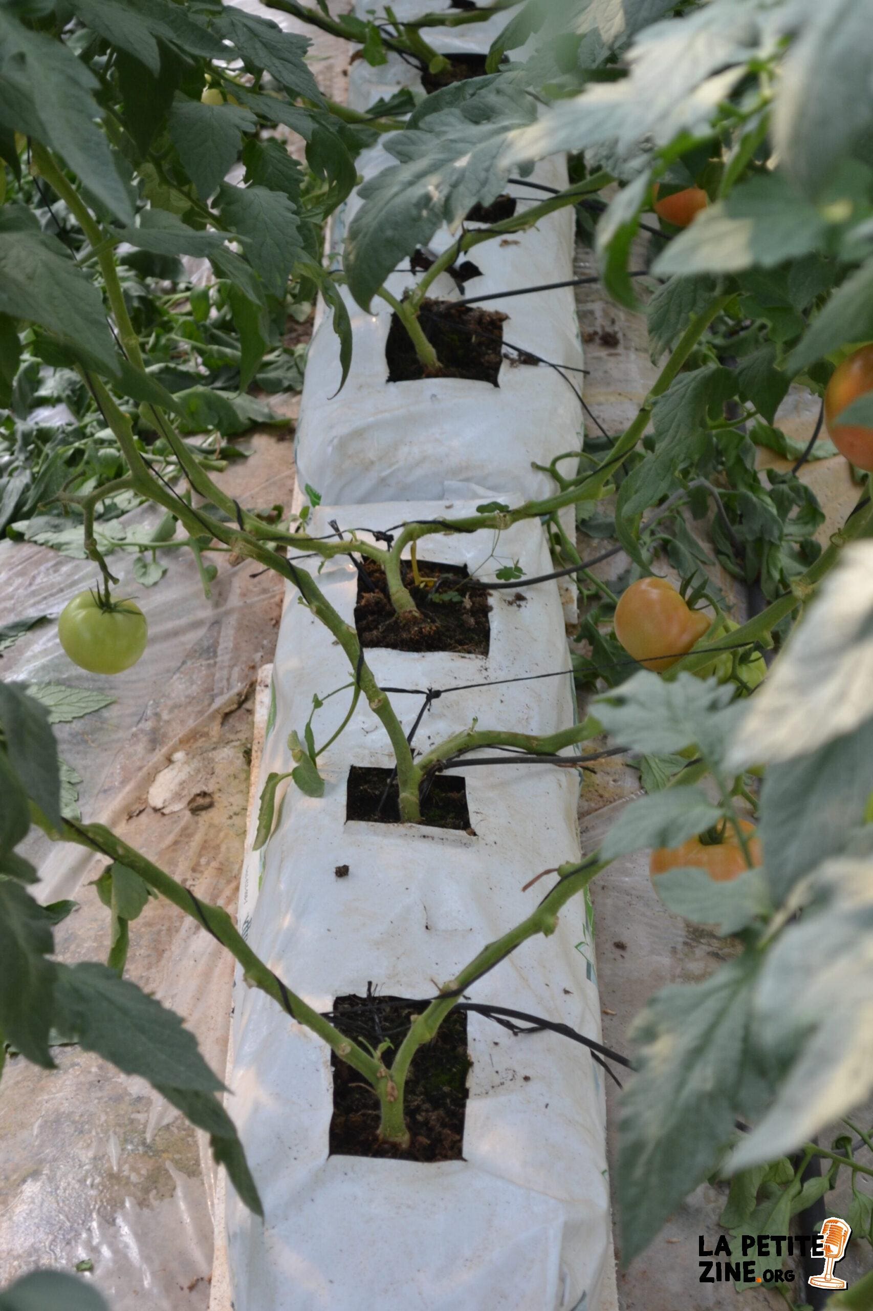 Bobo Paris: L'Art de Concilier Tendances et Authenticité dans la ...